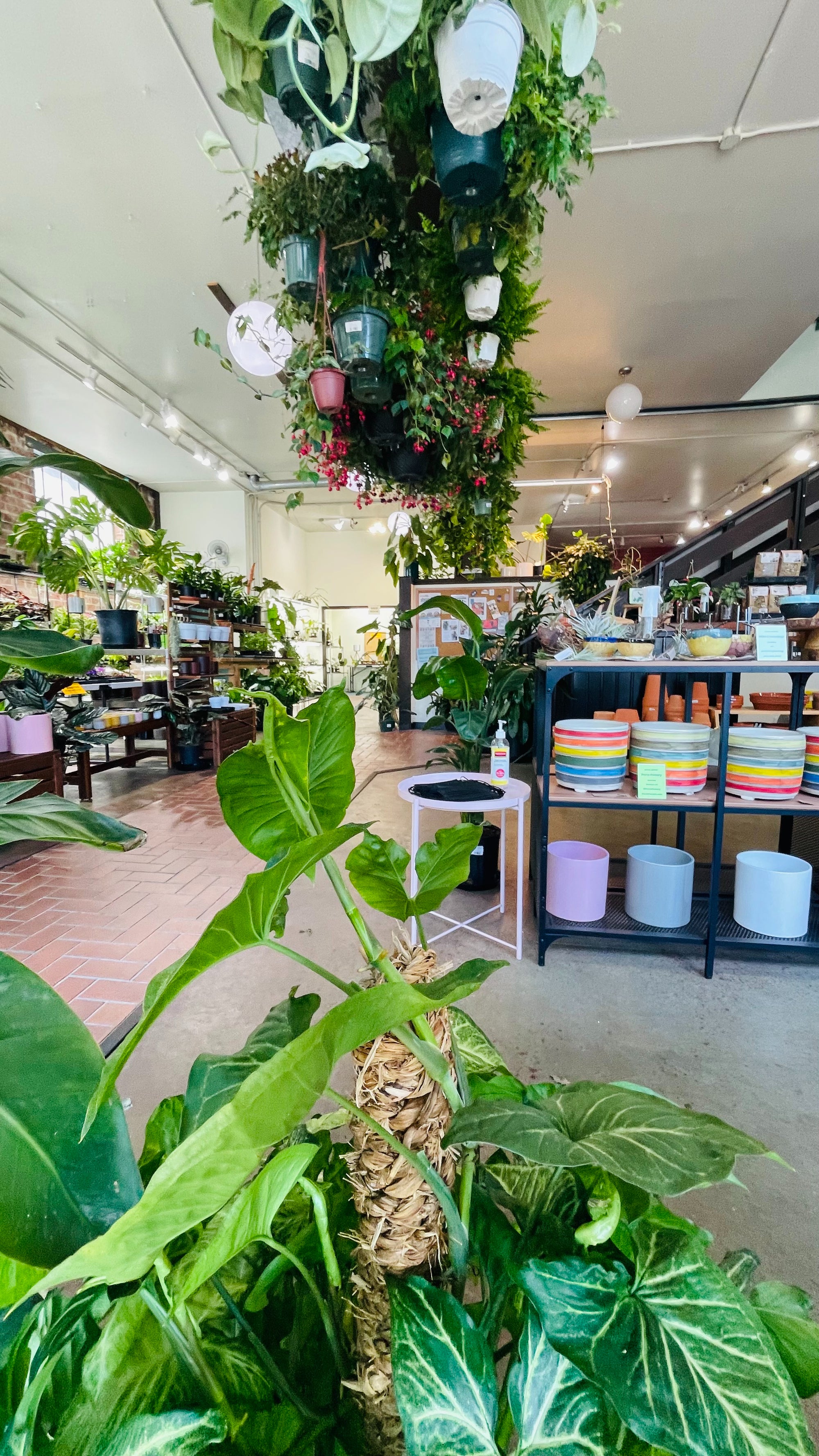 Houseplants, Local Pottery, Soil Blends, and more | Underhill Plants